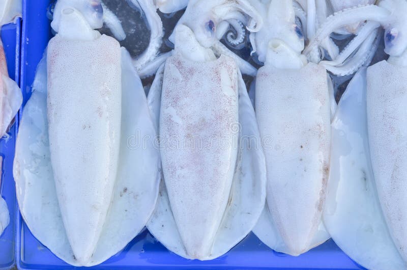 Squid ,Fresh stock photo. Image of catch, market, fresh - 86862618