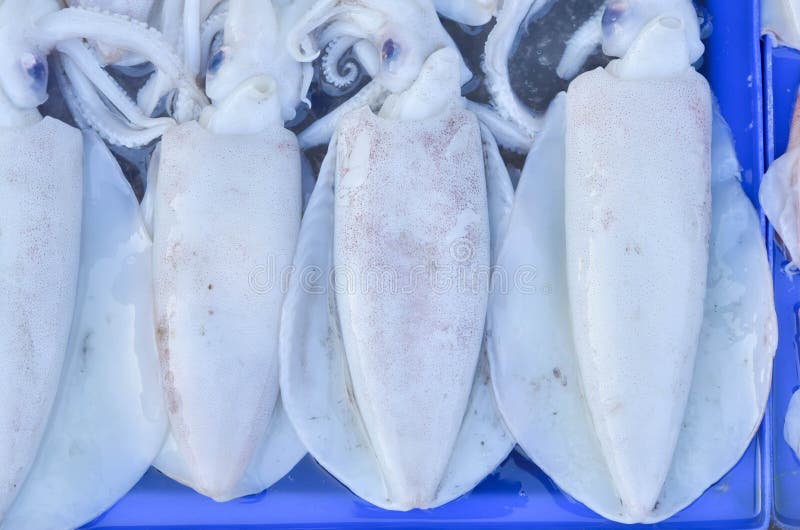 Squid ,Fresh seafood stock image. Image of fish, freshness - 86862663