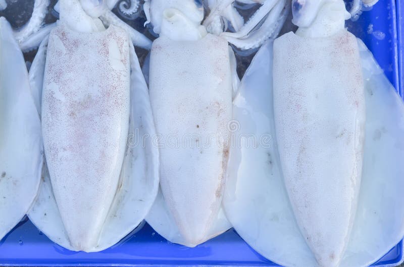 Squid ,Fresh seafood stock photo. Image of market, nature - 86862666