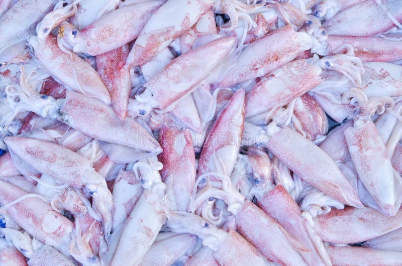 Squid ,Fresh seafood stock photo. Image of nature, plate - 86862696