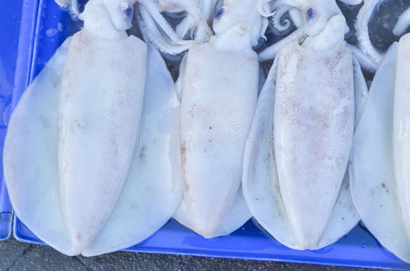 9,489 Squid Shell Stock Photos - Free & Royalty-Free Stock Photos from ...