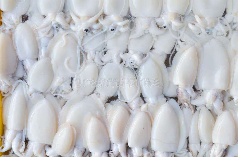 Squid ,Fresh seafood stock image. Image of catch, cook - 86862723