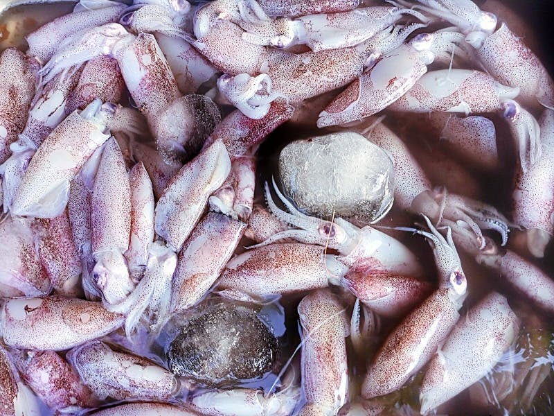 Squid stock photo. Image of group, design, lake, freshwater - 237170134