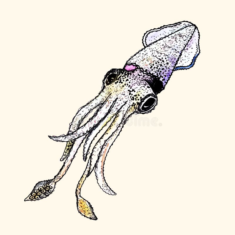 Squid Ink Sketch Stock Illustrations – 1,063 Squid Ink Sketch Stock ...