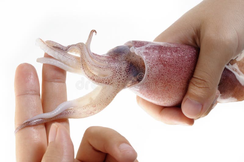 Squid in hand stock image. Image of cooking, protein - 73792879
