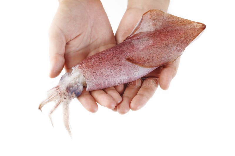 Squid in hand stock photo. Image of tentacles, prepared - 73792904