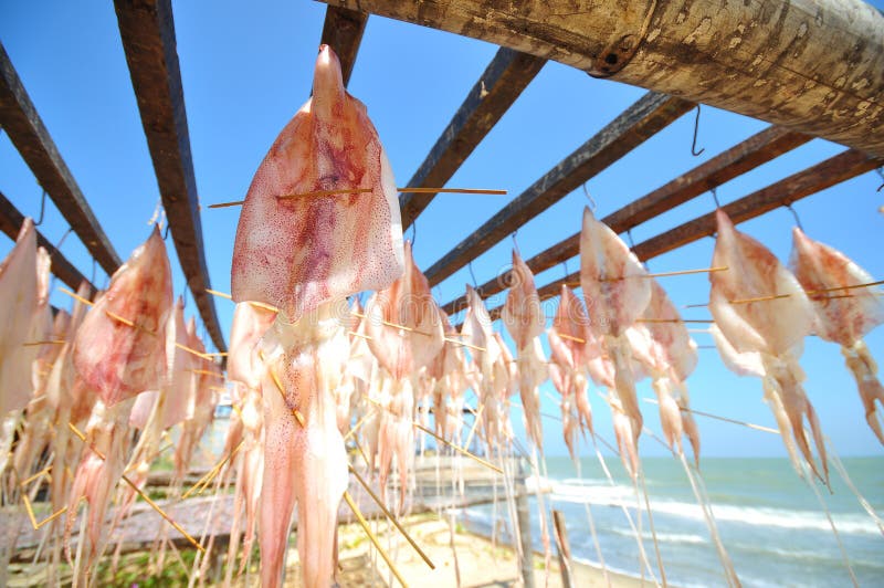 Squid hanging stock photo. Image of ethnicity, concession - 26972800