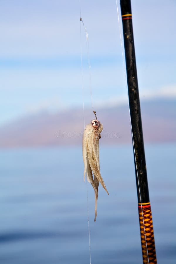 Squid on a hook stock photo. Image of fishing, beauty - 18060728