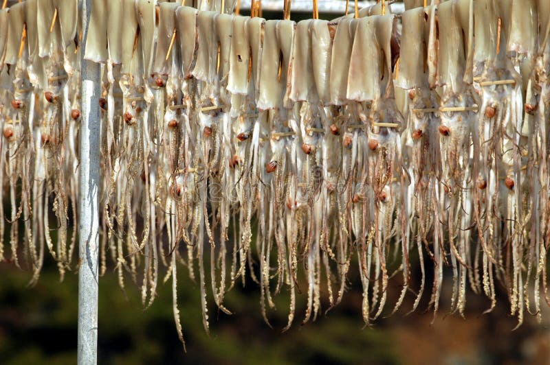 Squid hung out to dry stock image. Image of asia, korean - 4249759