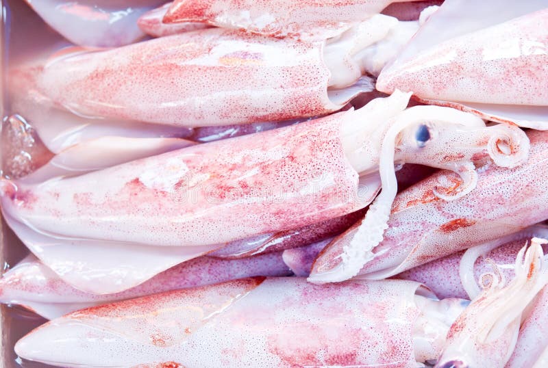 Squid in ice for sale stock photo. Image of cook, fish - 31687648