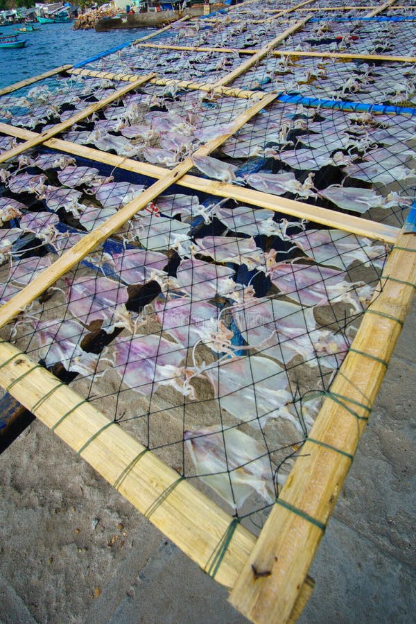 Squid lay on net stock photo. Image of lifestyle, material - 53409762