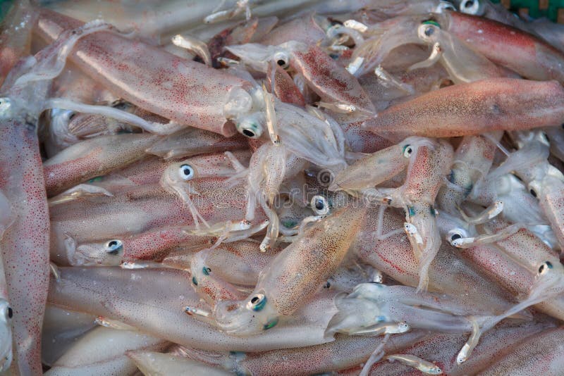 Squid stock image. Image of squid, fish, marketplace - 35964145