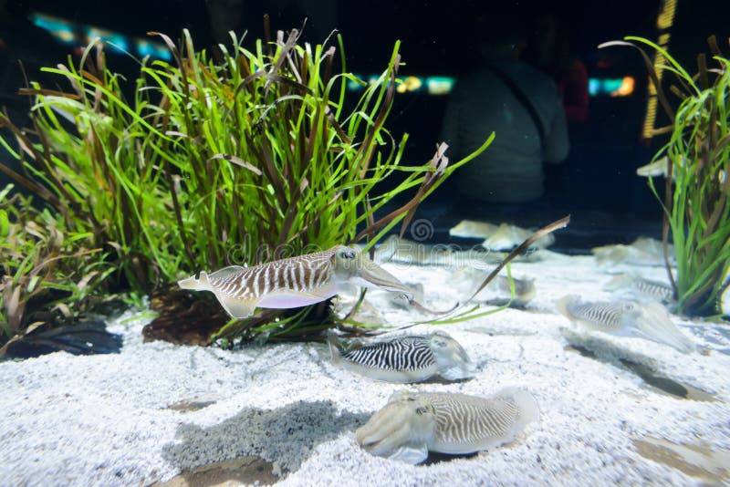 Squid in marine aquarium stock photo. Image of animals - 71222170