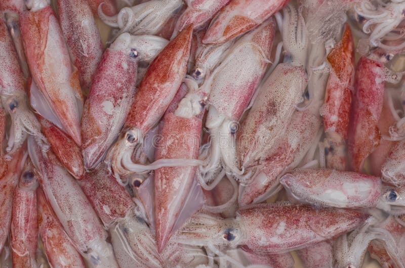 Squid in the market stock image. Image of squid, fish - 35474579