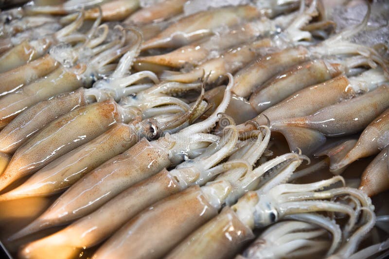 Squid in the market stock image. Image of life, closeup - 113160563