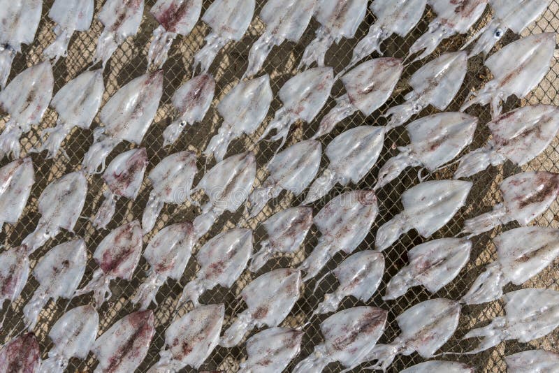 Squid on Net are Drying in the Sun, Pattern Stock Image - Image of heap ...