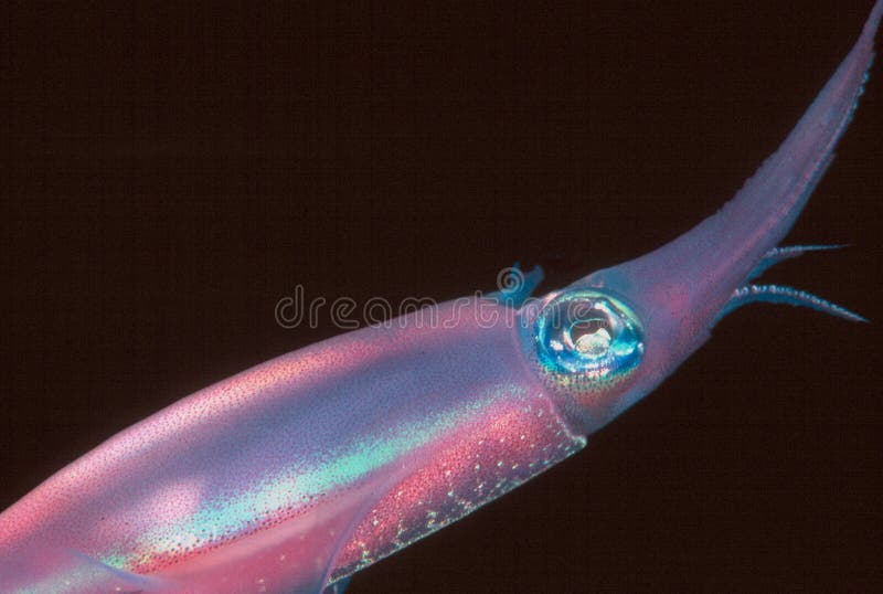 Squid in the Night stock photo. Image of dive, caribbean - 28830