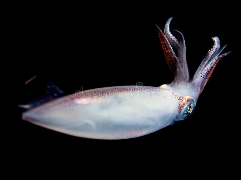 A Larval Squid at Night in the Gulfsteram. Stock Image - Image of ...