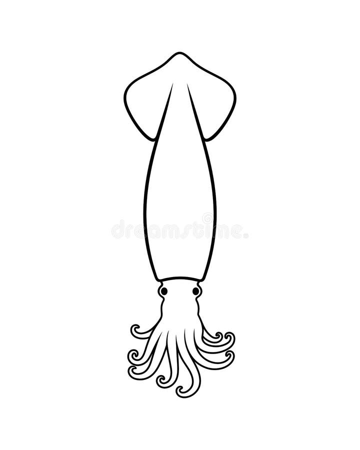 Squid Outline. Isolated Squid on White Background Stock Vector ...