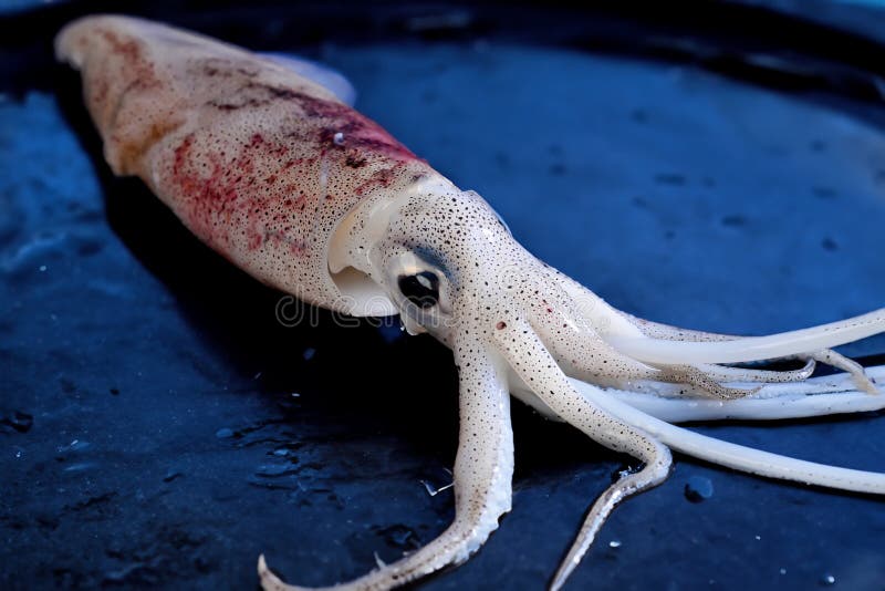Squid ready to cook stock photo. Image of cuttlefish - 293223718