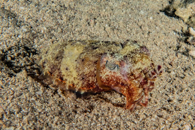 Squid in the Red Sea stock photo. Image of isolated - 163471864