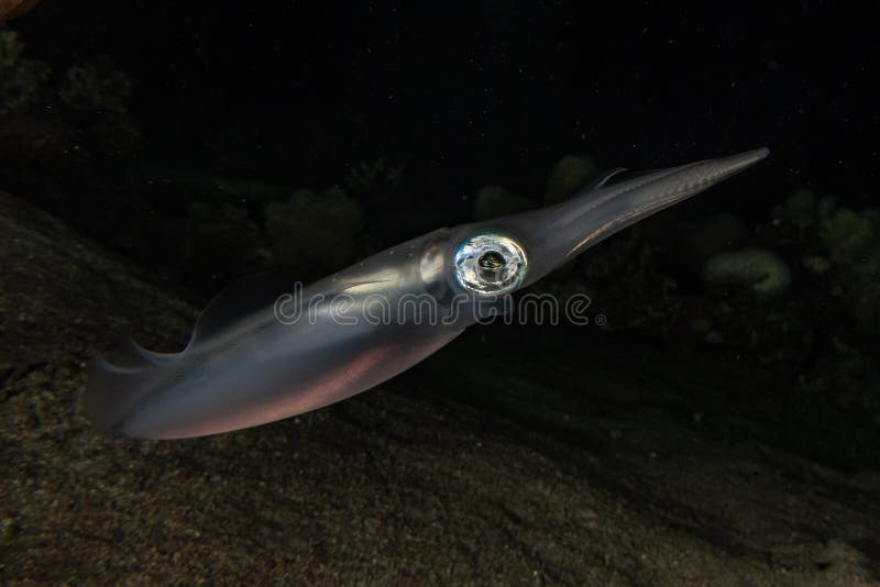 Squid in the Red Sea stock photo. Image of isolated - 163471864