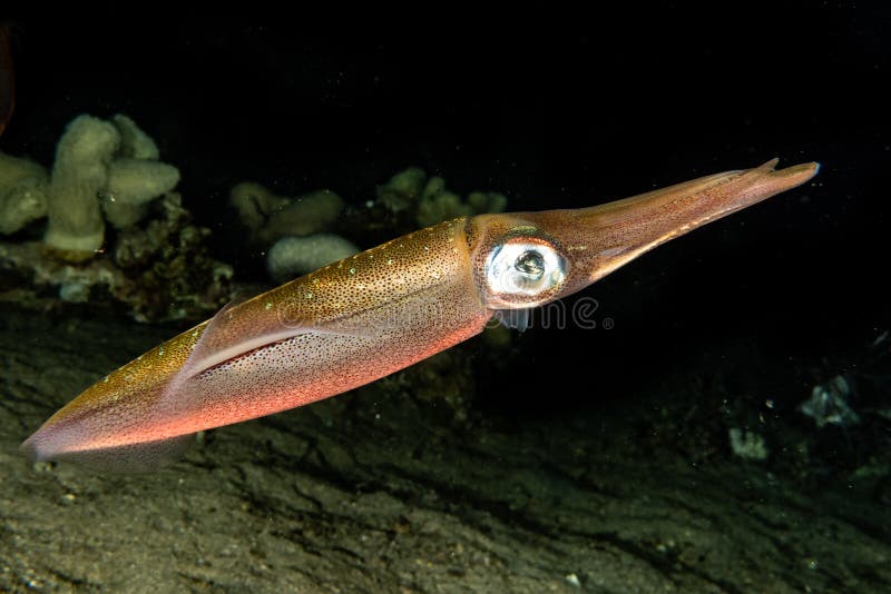 Squid in the Red Sea stock photo. Image of isolated - 163471864