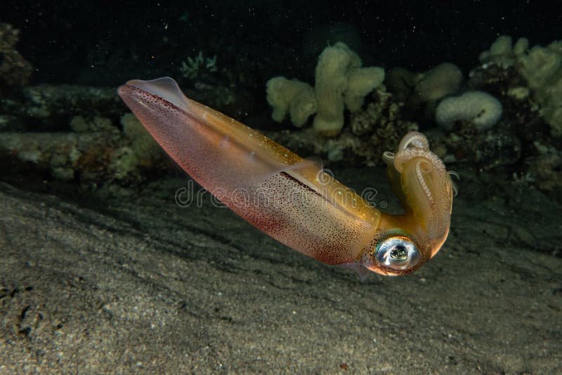 Squid in the Red Sea stock photo. Image of isolated - 163471864