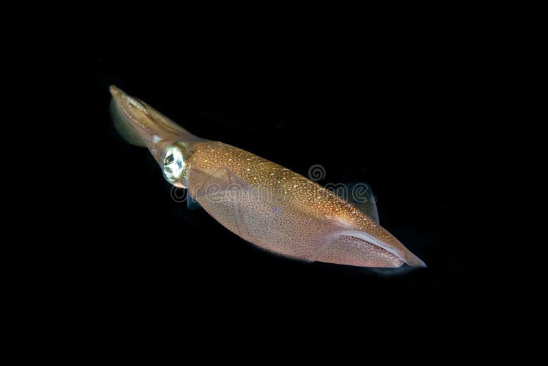 Squid in the Red Sea stock photo. Image of isolated - 163471864