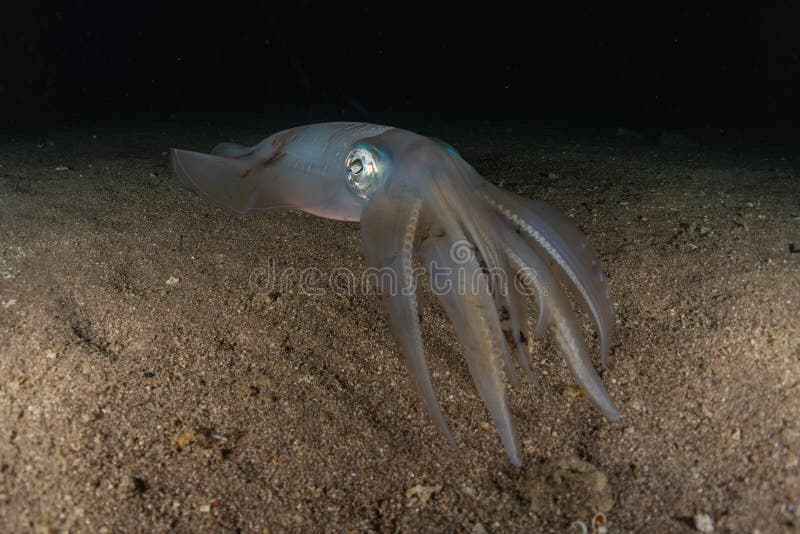 Squid in the Red Sea Colorful and Beautiful, Eilat Israel Stock Image ...