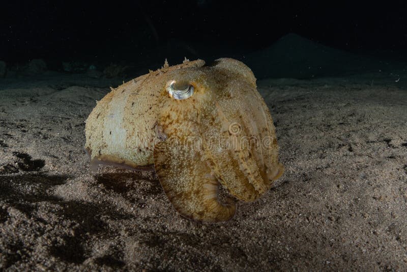 Squid in the Red Sea, Eilat Israel Stock Photo - Image of life, fish ...