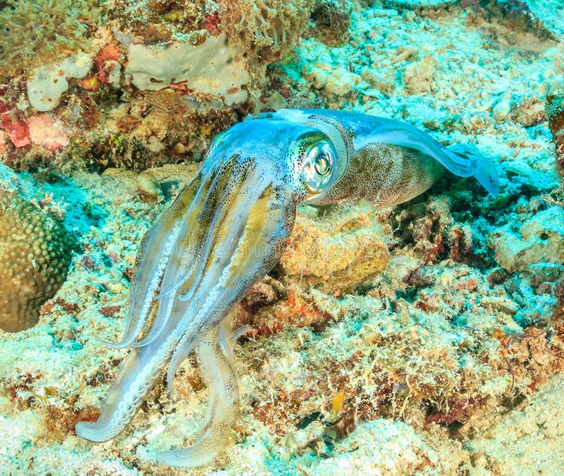 Squid resting on a reef stock image. Image of malaysia - 42194905