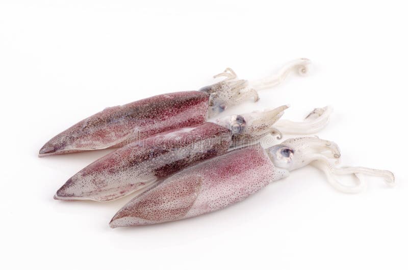 Squid stock photo. Image of cephalopoda, patagonian, cuttlefish - 11860328