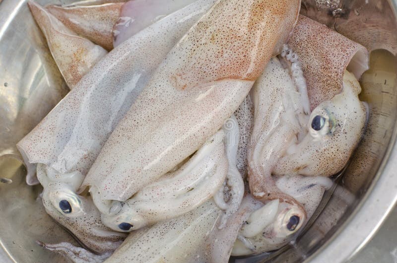 Squid stock image. Image of ikageso, sushi, tentacle - 32719061