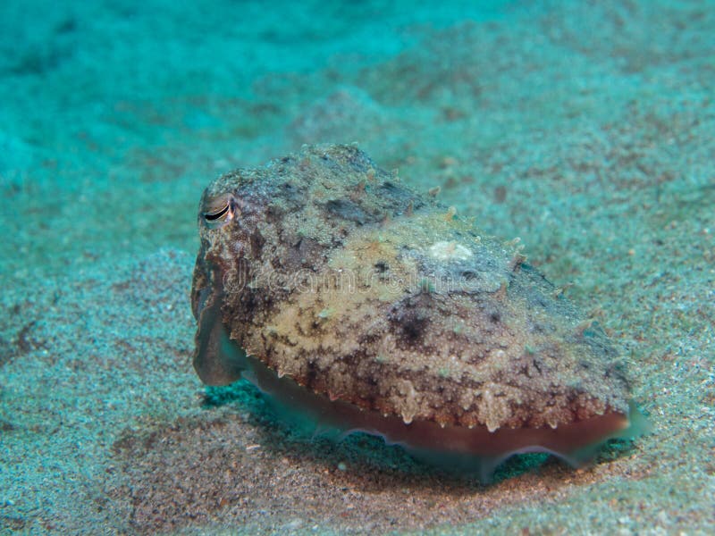 Squid on the sand stock photo. Image of squid, fish, octopus - 99195474