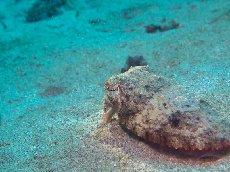 Sand squid stock image. Image of play, baby, travel, work - 25050333