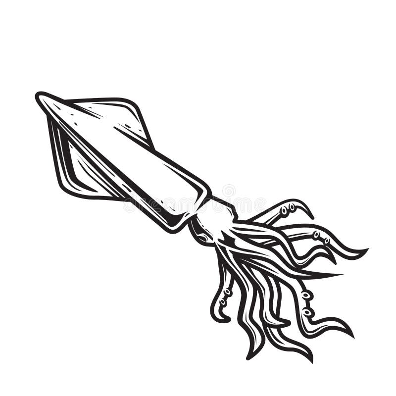 Squid Outline. Isolated Squid on White Background Stock Vector ...