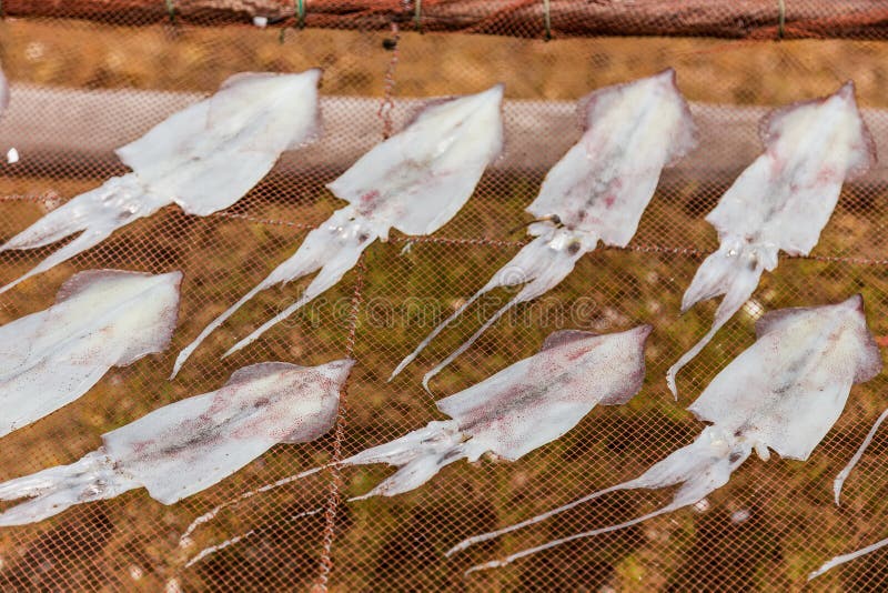 Squid sun. stock image. Image of healthy, cuttlefish - 31097003