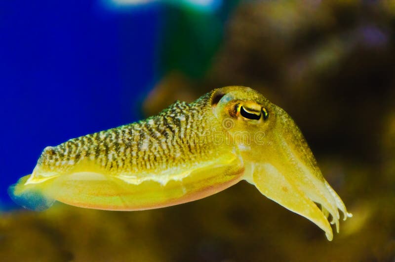 Squid swimming stock photo. Image of animal, aquarium - 36393386