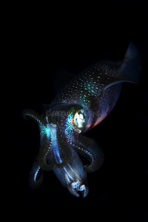 Squid With Tentacles Stock Image Image Of Life Isolated 13585935
