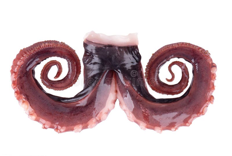 Squid Tentacles Isolated on White Background. Fresh Raw Gigant Squid ...