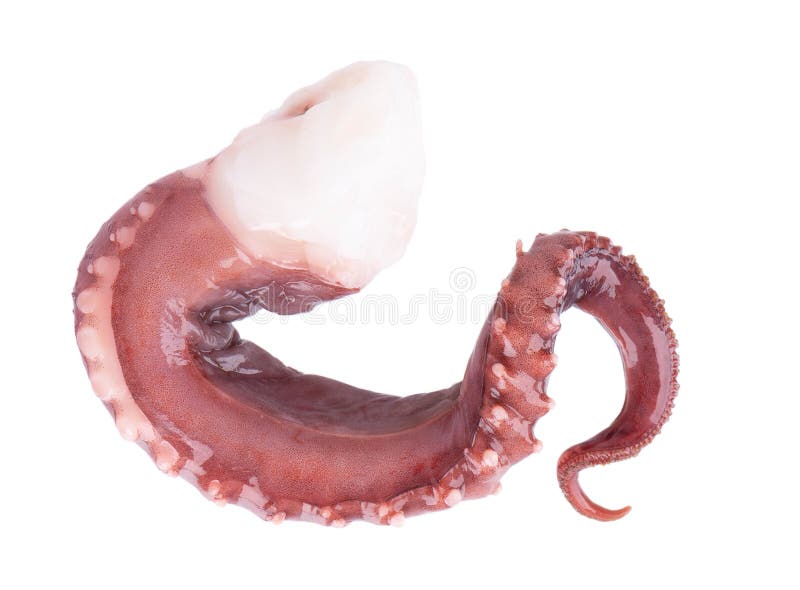 Squid Tentacles Isolated on White Background. Fresh Raw Gigant Squid ...