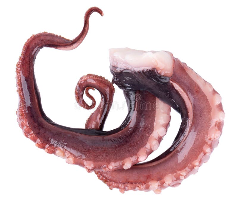 Squid Tentacles Isolated on White Background. Fresh Raw Gigant Squid ...