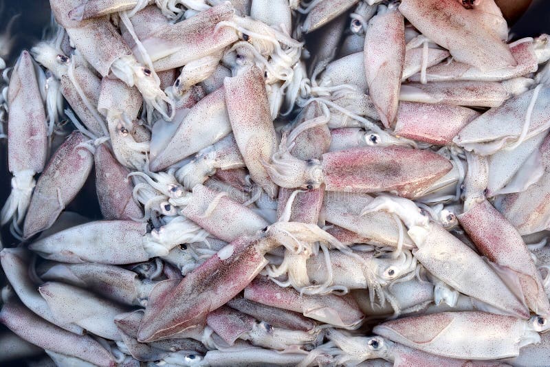 Squid tubes stock image. Image of group, water, color - 83991369