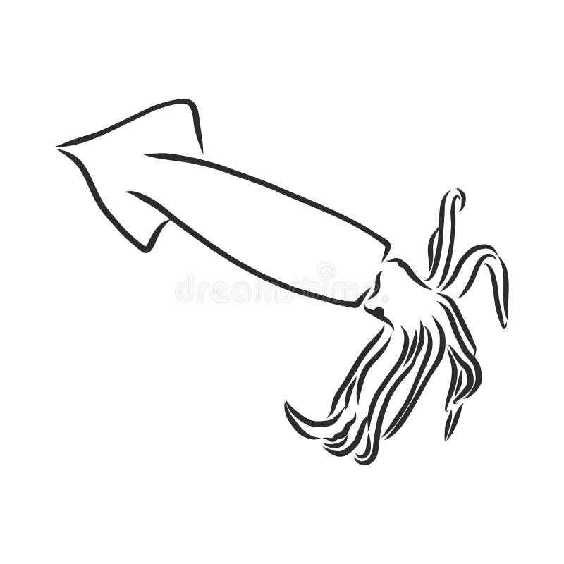 Squid. Vector Isolated Illustration. Ink. Hand Drawn, Squid Vector ...