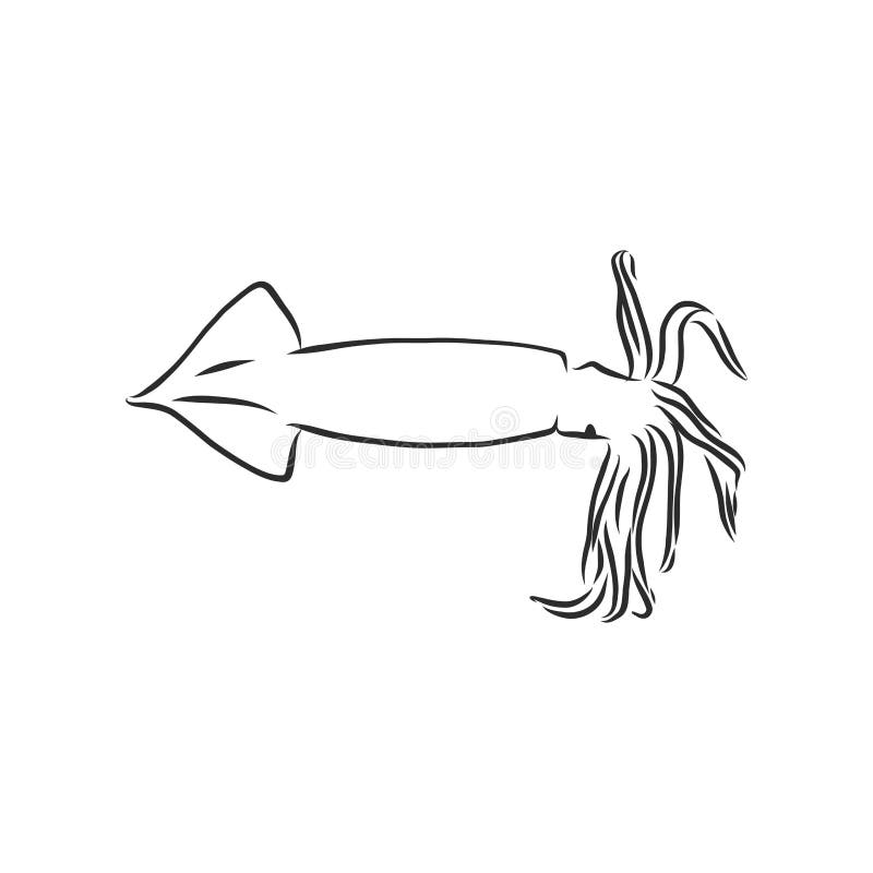 Squid. Vector Isolated Illustration. Ink. Hand Drawn, Squid Vector ...