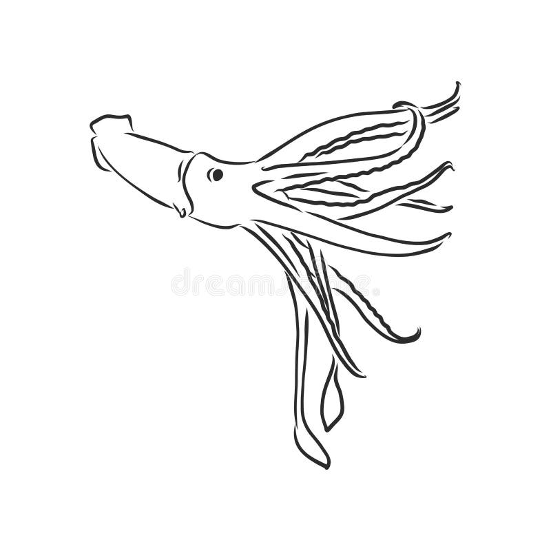 Squid Ink Sketch Stock Illustrations – 1,063 Squid Ink Sketch Stock ...