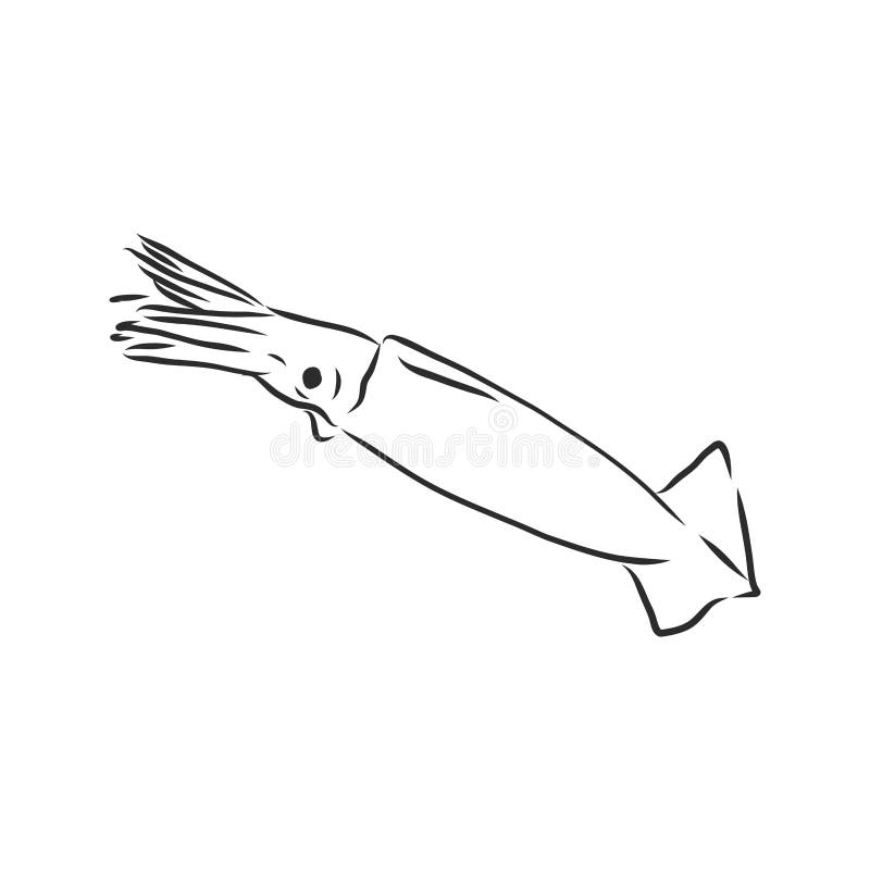 Squid. Vector Isolated Illustration. Ink. Hand Drawn, Squid Vector ...