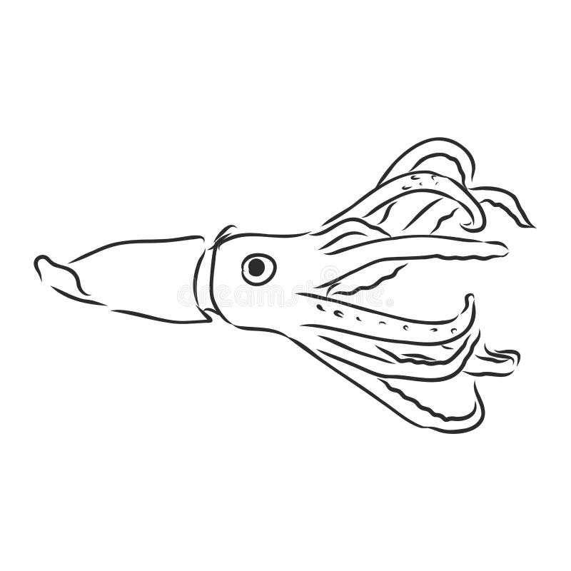 Squid. Vector Isolated Illustration. Ink. Hand Drawn, Squid Vector ...