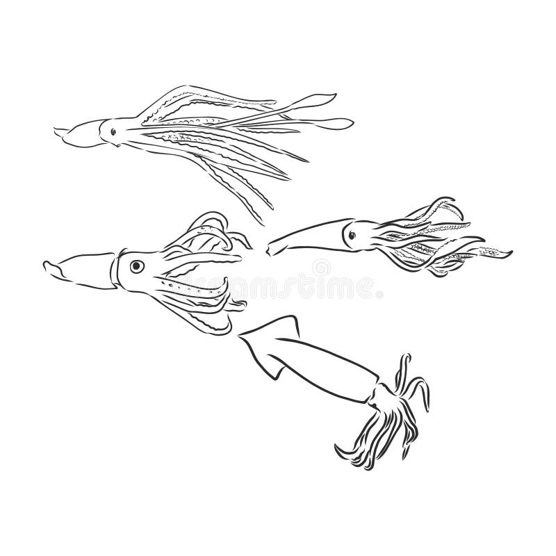 Squid. Vector Isolated Illustration. Ink. Hand Drawn. Squid Vector ...